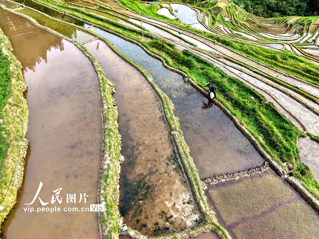 贵州从江：梯田美 劳作忙|贵州省_新浪财经_新浪网