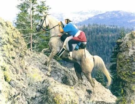 终极运动马——盎格鲁-阿拉伯马的故事_综合体育_新浪竞技风暴_新浪网