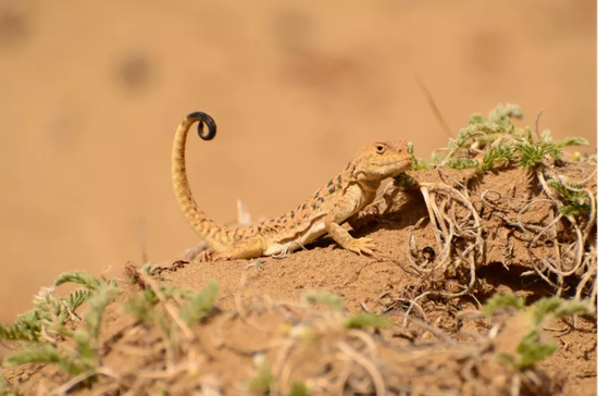 从四川盆地到青藏高原，这些动物我也就遇到了一百次吧|蜥蜴|成都_新浪科技_新浪网