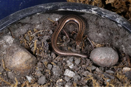 从四川盆地到青藏高原，这些动物我也就遇到了一百次吧|蜥蜴|成都_新浪科技_新浪网