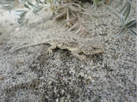 从四川盆地到青藏高原，这些动物我也就遇到了一百次吧|蜥蜴|成都_新浪科技_新浪网