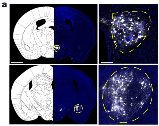 《自然》：首次发现躯体行为可以增强免疫应答|自然|免疫_新浪科技_新浪网