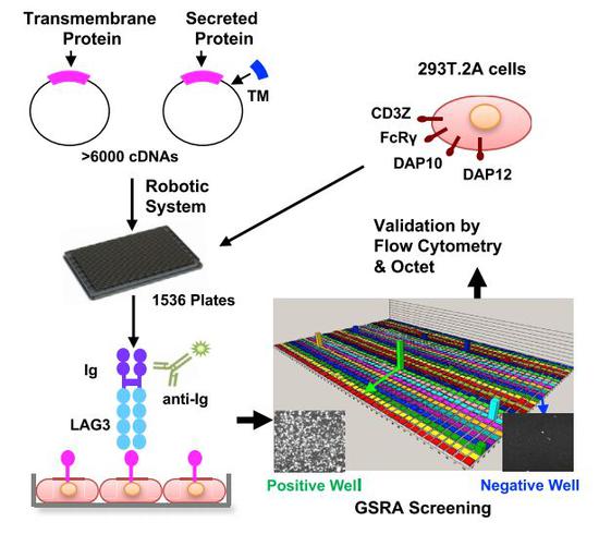 陈列平团队发现一条全新肿瘤免疫抑制通路|癌症|免疫|肿瘤_新浪科技_新浪网