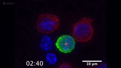 免疫突触上形成的凸起对T细胞的杀伤有重要作用|细胞|靶细胞|突触_新浪科技_新浪网
