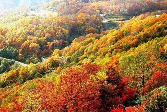 京城金秋赏杏全攻略|银杏大道|京城|北京攻略_新浪时尚_新浪网