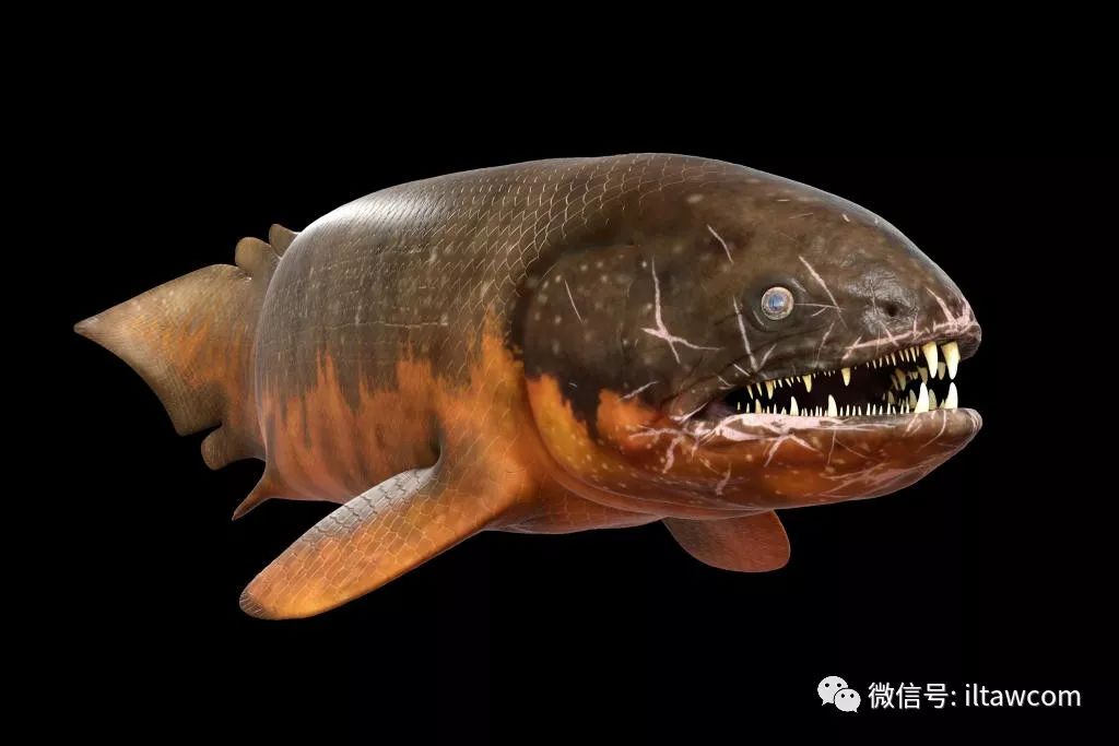 凶狠的史前淡水鱼类-根齿鱼