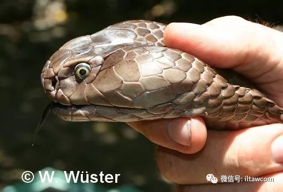 剧毒蛇类-眼镜蛇属|赞比亚|多哥|乍得_新浪新闻