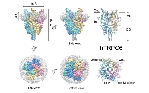 分子医学研究所陈雷研究组报道人源TRPC6和TRPC3通道的冷冻电镜结构|陈雷|电镜|通道_新浪新闻