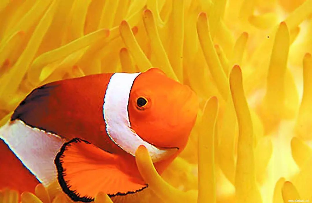 口语 · 打卡 | 英文中那些关于“动物”的比喻：“as dumb as a fish？”