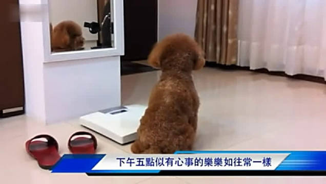 你知道当你不在家时泰迪在干嘛吗？手机新浪网