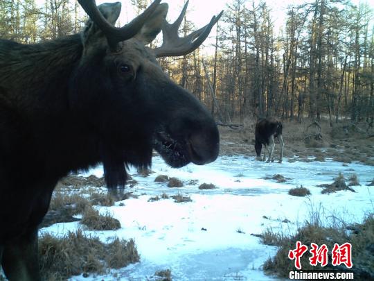 中国首次在野外拍到6只珍稀动物驼鹿影像(组图)_新浪新闻
