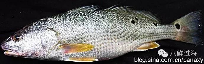 张新民吃话 | 古老神秘的捕鱼法，大黄鱼等石首鱼类的伤疤