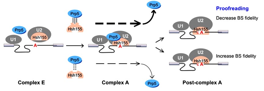 上海生科院揭示SF3B1突变导致RNA剪接紊乱的分子机制_新浪新闻