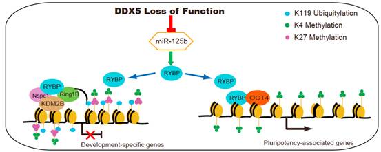 广州生物院揭示RNA结合蛋白DDX5对体细胞重编程的关键作用_新浪新闻