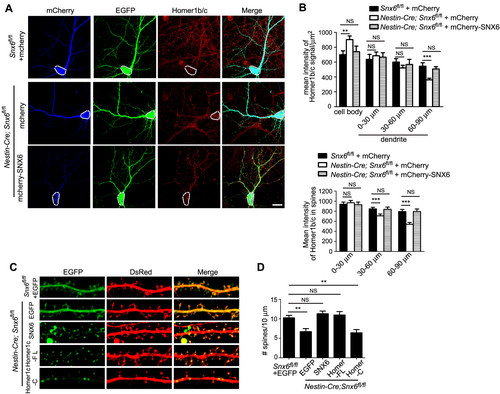 遗传发育所等揭示突触后支架蛋白的树突分布机制_新浪新闻