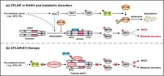 我国学者在肝脏代谢领域研究取得重要进展_新浪新闻