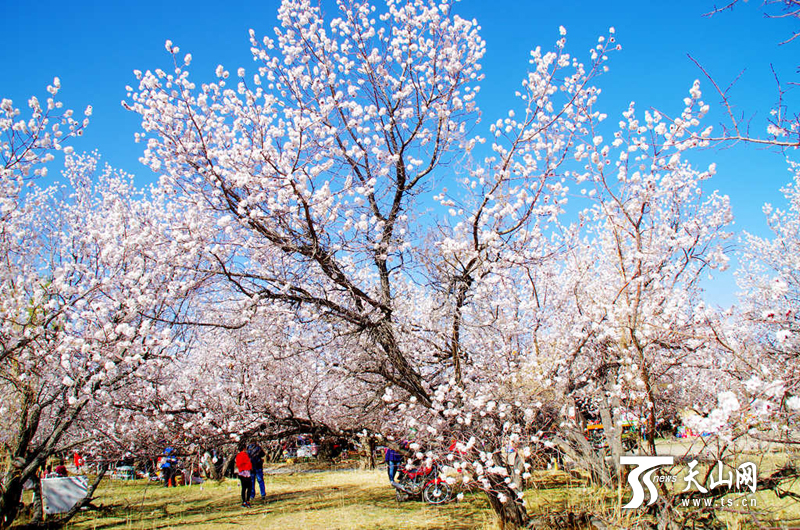 “数说”新疆旅游一季度好开局|杏花|游客|旅游_新浪新闻