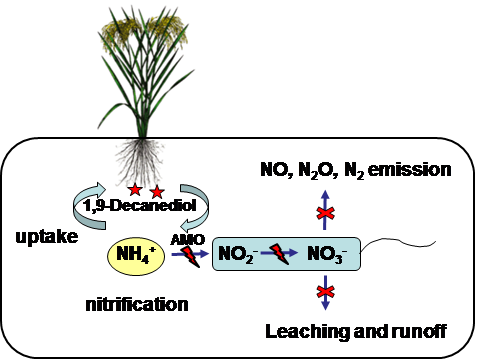 南京土壤所首次从水稻中鉴定到新型生物硝化抑制剂|硝化|水稻|氮素_新浪新闻
