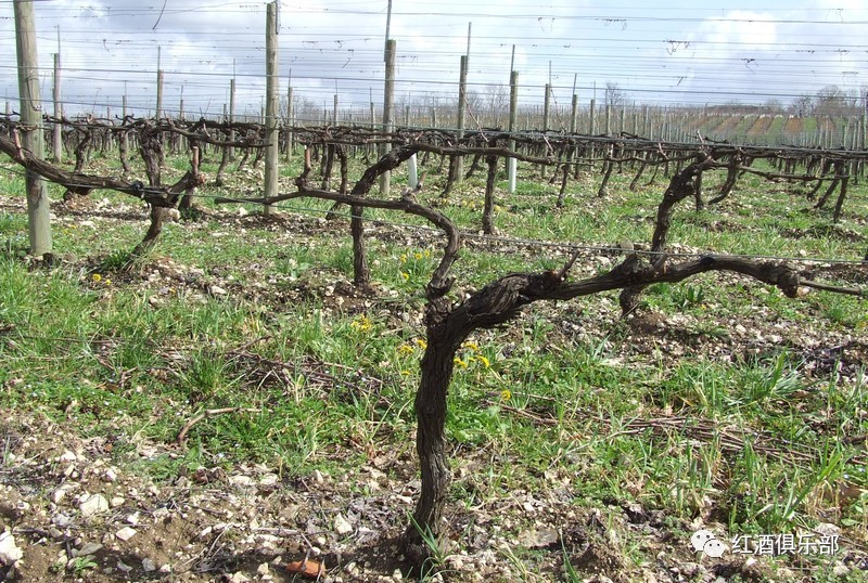 为什么葡萄藤的姿势各不相同？__财经头条__新浪财经