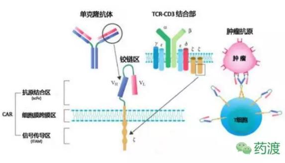中国CAR-T研发公司及进展一览：复星医药(02196)拟引进KTE-C19|复星医药|诺华|中源协和_新浪财经_新浪网