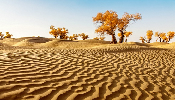 国家林业局：我国已实现荒漠化土地零增长|防沙|荒漠化|国家林业局_新浪新闻