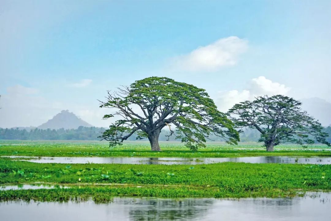 斯里兰卡，佛祖与菩提树。|斯里兰卡|菩提树|康提_新浪新闻