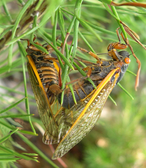 17年了：周期蝉Brood IX即将“攻陷”美国东海岸_手机新浪网