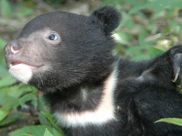 台湾黑熊第一次现身玉山 栖息地往西北方向前进|黑熊|玉山|排云山庄_新浪新闻