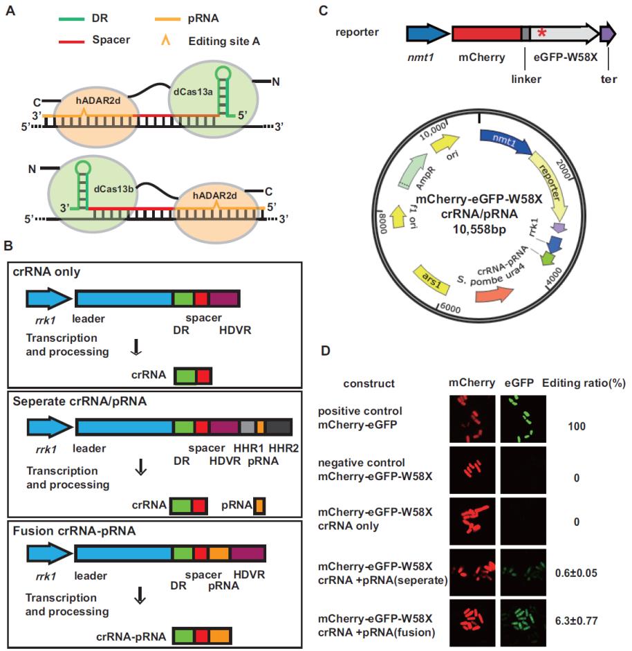 科学家完成CRISPR-Cas13a介导的精确定点RNA编辑的人工机器|定点|基因|机器_新浪新闻