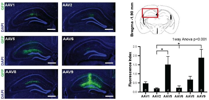 费心整理：神经系统AAV血清型选择指南（值得收藏）|突触_新浪新闻