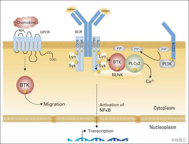 Zanubrutinib诞生记：首获FDA突破性疗法认定的本土抗癌药|淋巴瘤_新浪财经_新浪网