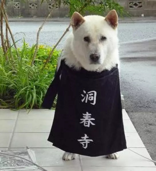 在日本，一只狗都能成为一个寺庙的住持？！|寺庙|住持|纪州_新浪新闻