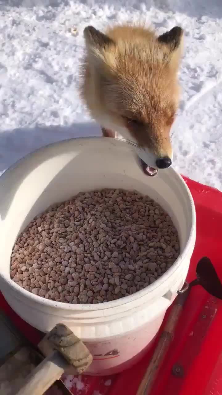 狐狸北见狐狸牧场 狐粮A.S.M.R twi：@onraisan_手机新浪网