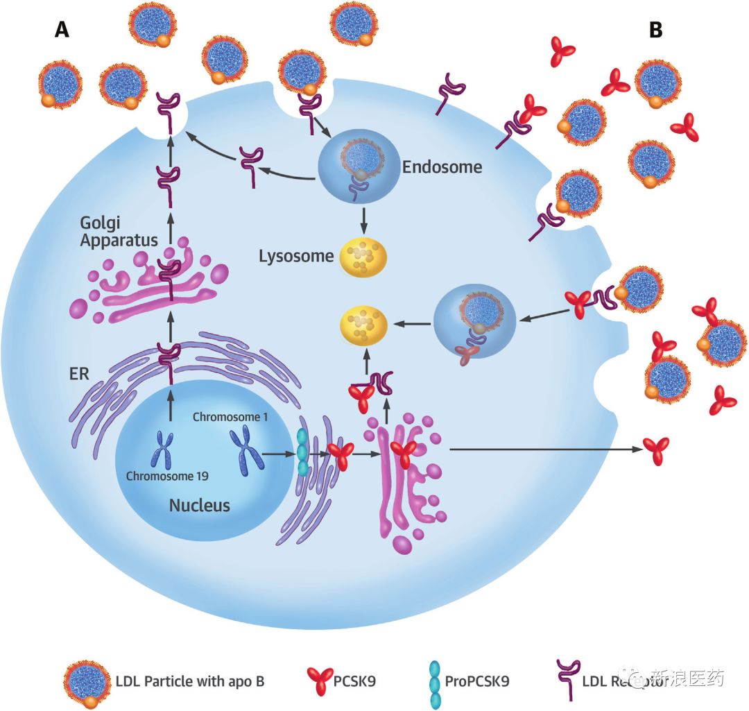 PCSK9抑制剂抢滩战：国内已有5个品种进入临床
