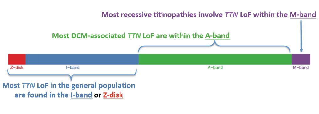 超长基因TTN变异位点如何准确解读