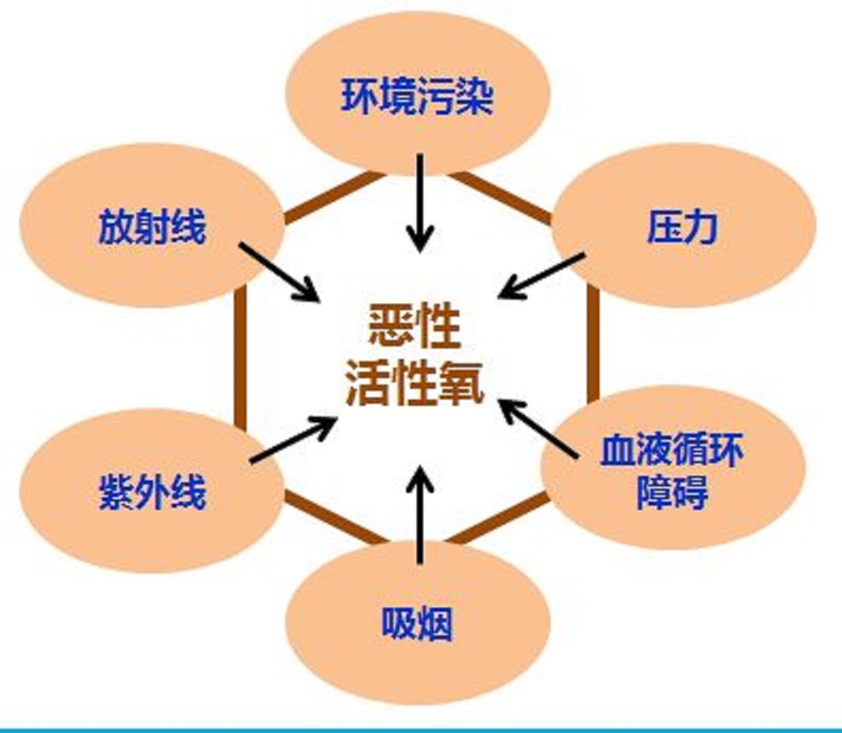活性氧（reactive oxygen species , ROS）