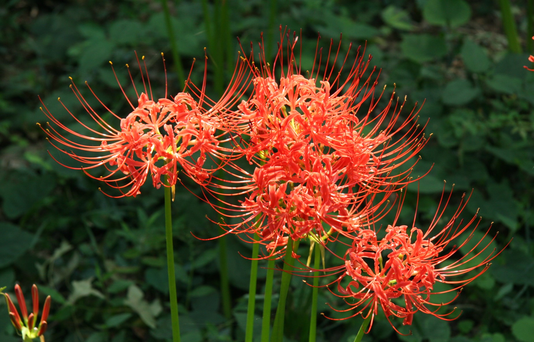 【视频】电影中的神秘彼岸花，中山陵有好几片|虎凤蝶|彼岸花|紫金山_新浪新闻
