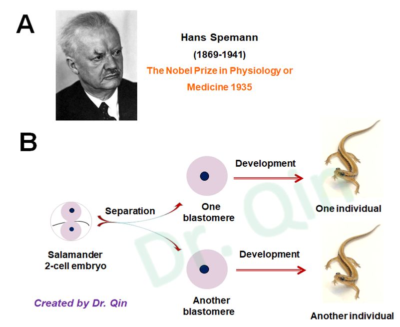90年！从蝾螈到克隆猴——核移植的前世今生|克隆|胚胎|Cell_新浪新闻