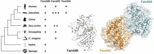生命科学学院肖俊宇课题组揭示新型激酶Fam20家族成员的结构特性及演化关系|张慧|激酶|肖俊宇_新浪新闻