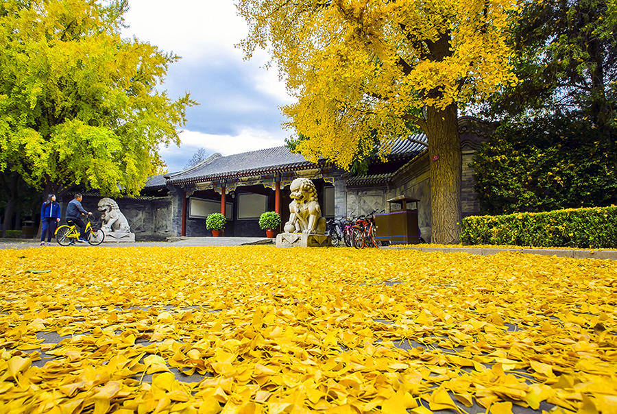 校园风光一览：清华大学引人关注|清华大学|风光|校园_新浪新闻