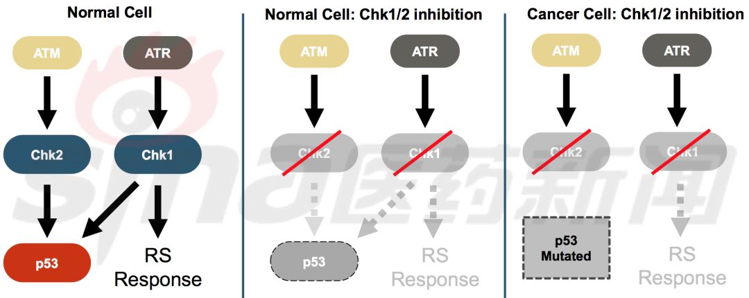 Chk1抑制剂市场分析：多家制药巨头都曾布局，只有礼来还在坚持