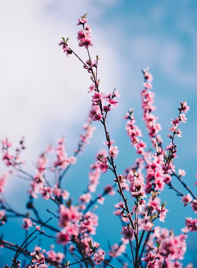 美诗·有声︱甜美的春 Spring, the Sweet Spring