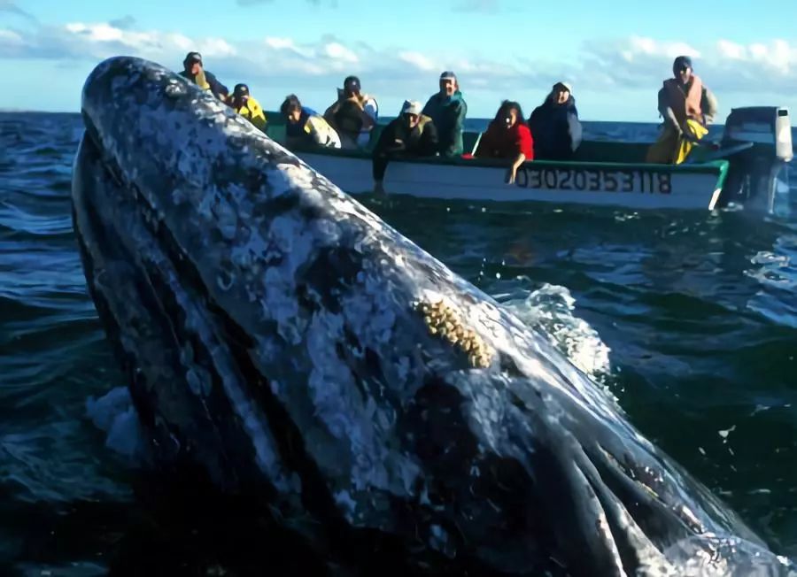 世界十大观鲸地，去世界尽头看鲸鱼！|世界尽头|座头鲸|鲸鱼_新浪新闻