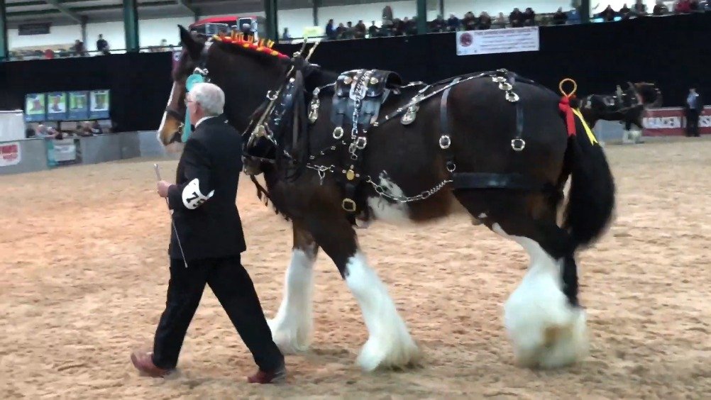 The National Shire Horse Show 2019 Stafford_手机新浪网