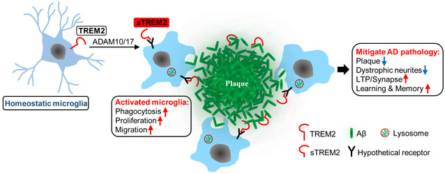 医学院陈小芬课题组在《Nature Communications》上揭示阿尔茨海默病治疗的新思路|新思路|陈小芬|胶质_新浪新闻