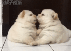 【GIF】可爱想吸！新年愿望是拥有一只小奶狗～|可爱|愿望|橘子_新浪新闻