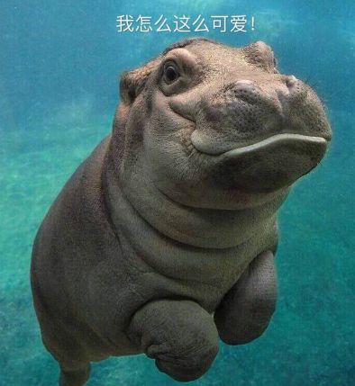 丰唇 增肌 打肉毒 骆驼选美为了3.6亿奖金比人还拼|东邪西毒|骆驼|丰唇_新浪女性_新浪网