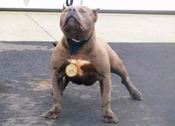 狗年大吉，快来看你的车是什么“犬种”？