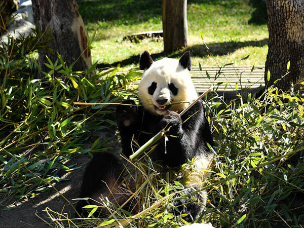 中国西班牙续签大熊猫合作研究协议|大熊猫|马德里动物园|索菲亚_新浪新闻